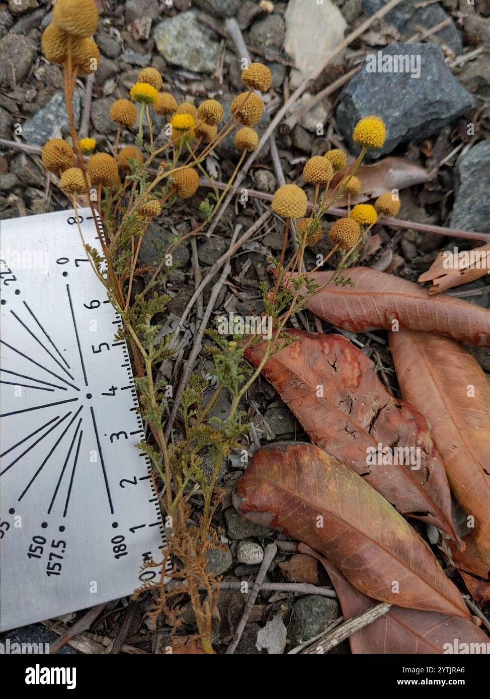 stinknet (Oncosiphon pilulifer Stock Photo - Alamy
