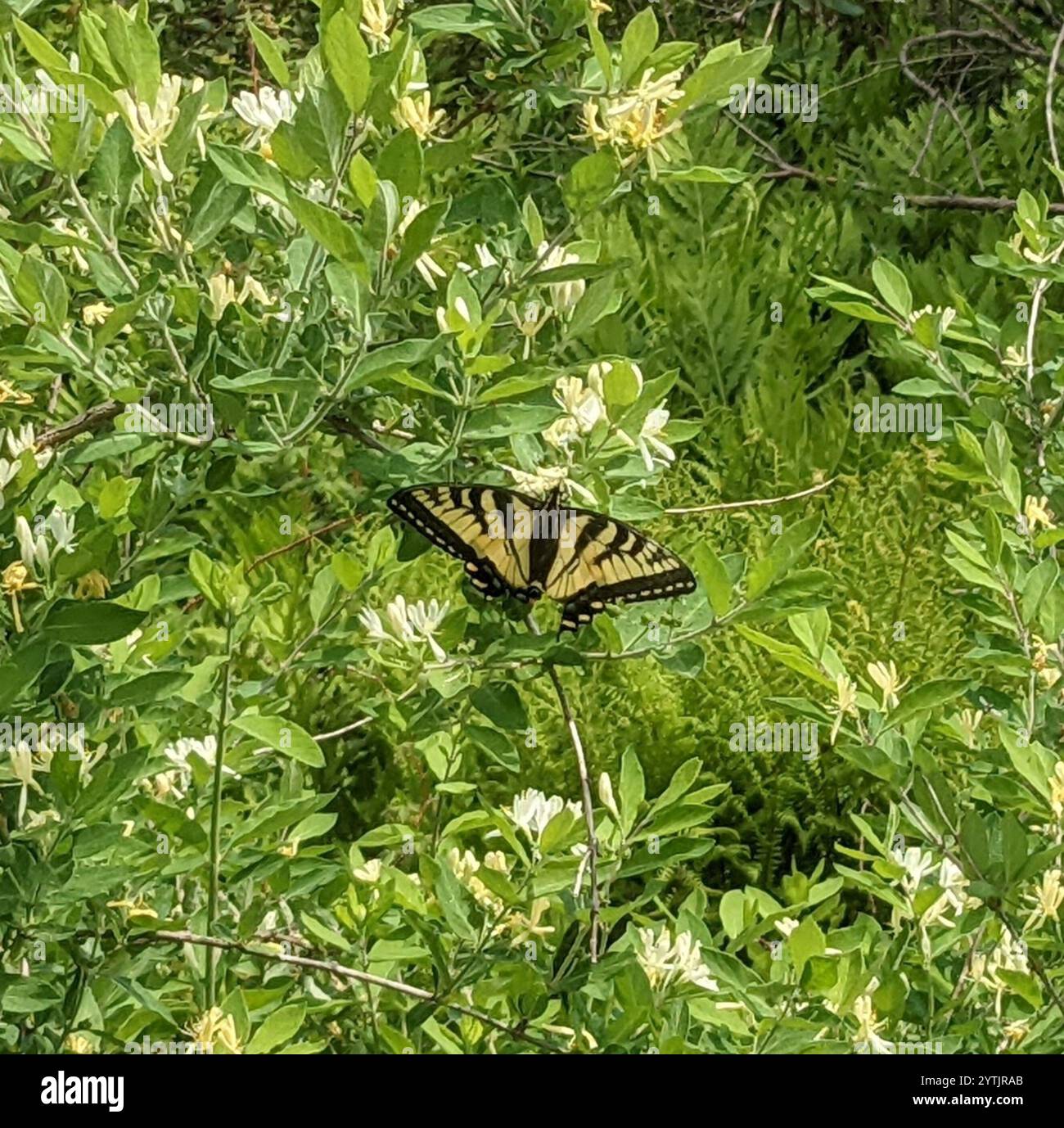 Canadian Tiger Swallowtail (Papilio canadensis Stock Photo - Alamy