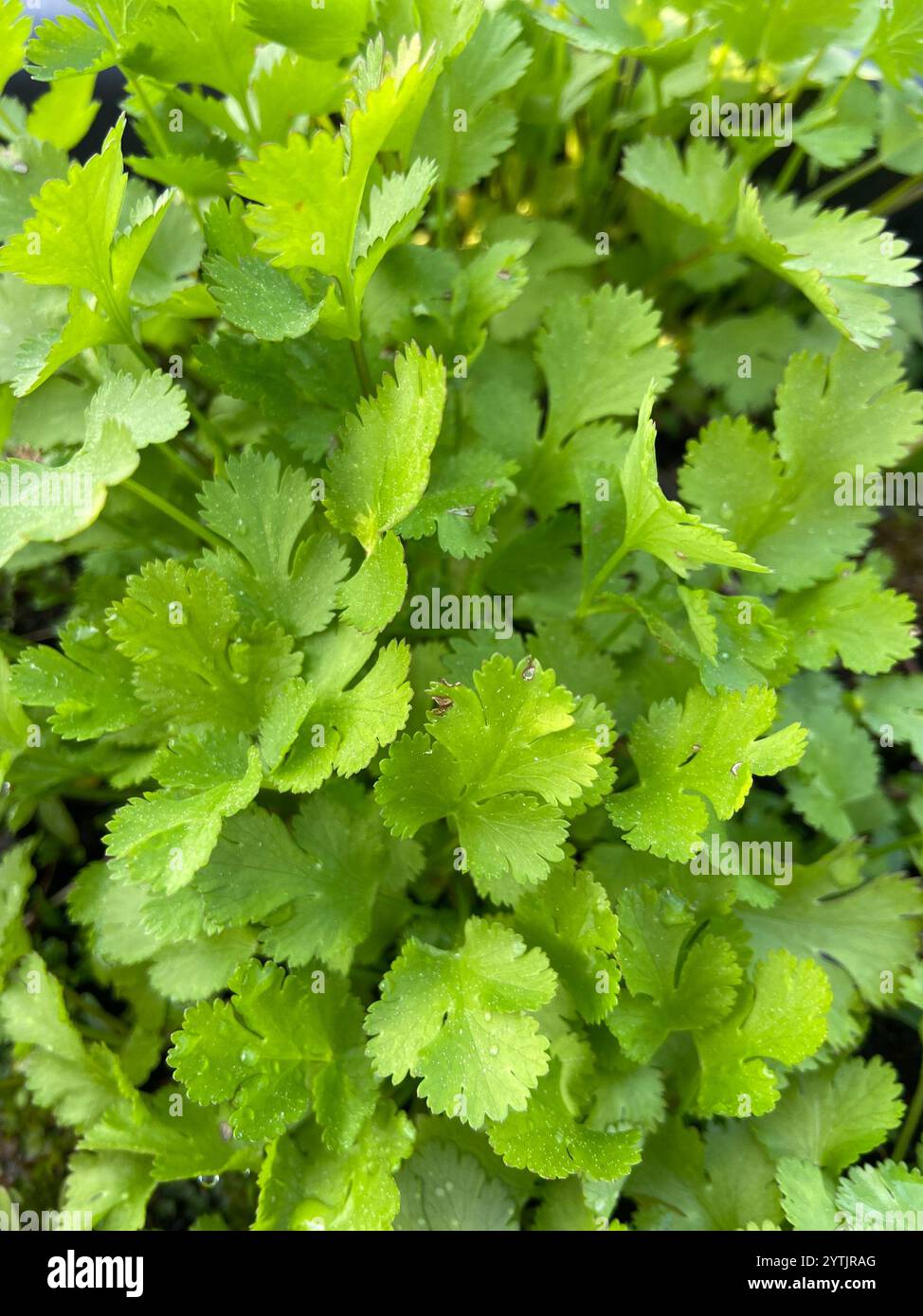 coriander (Coriandrum sativum Stock Photo - Alamy