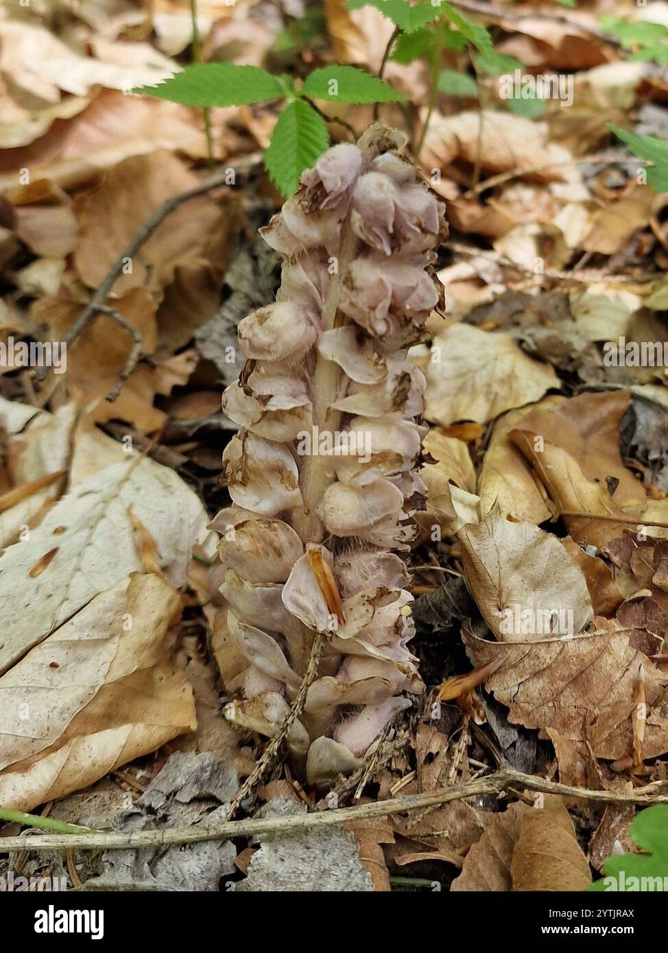 Common Toothwort (Lathraea squamaria Stock Photo - Alamy