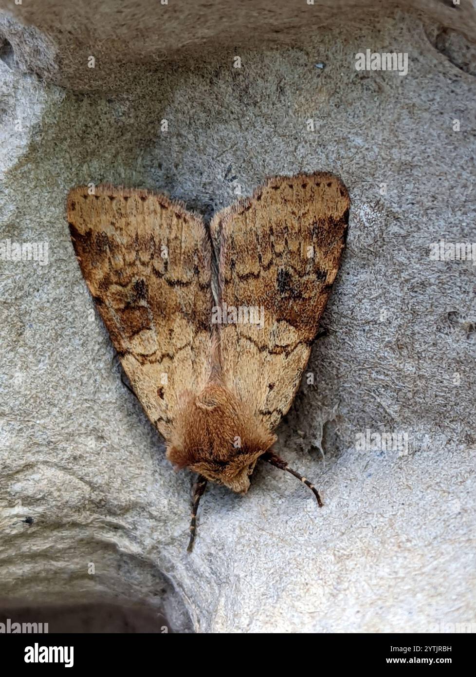 Diarsia mendica diarsia mendica hi-res stock photography and images - Alamy