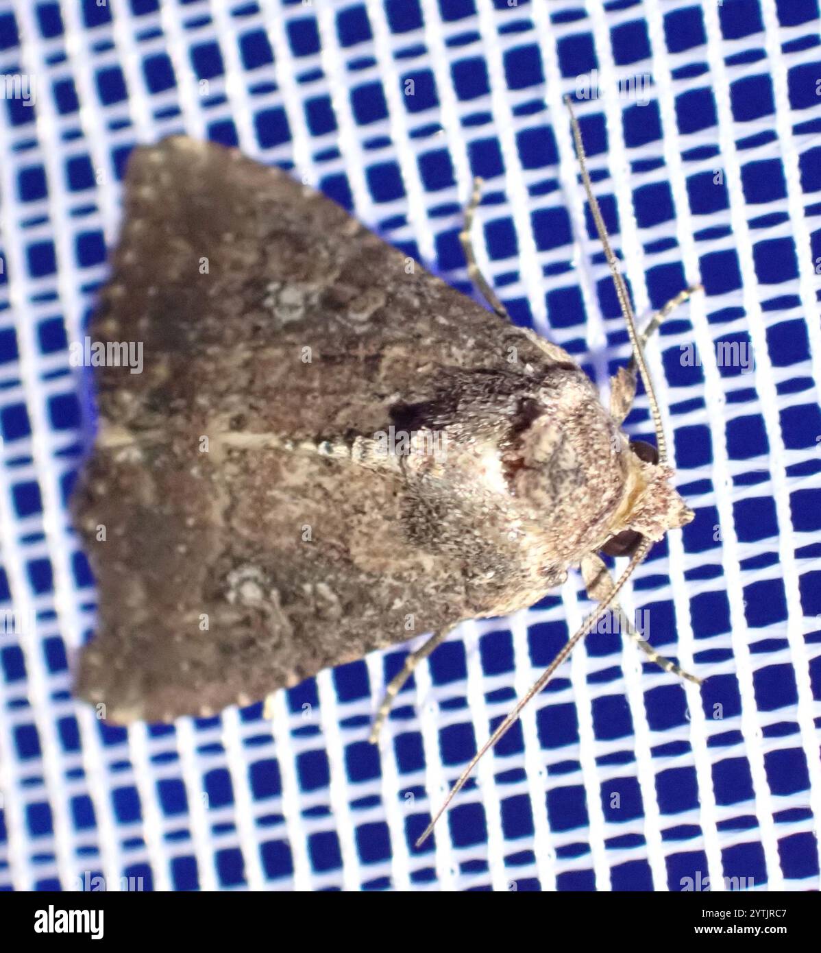 The African (Condica capensis Stock Photo - Alamy