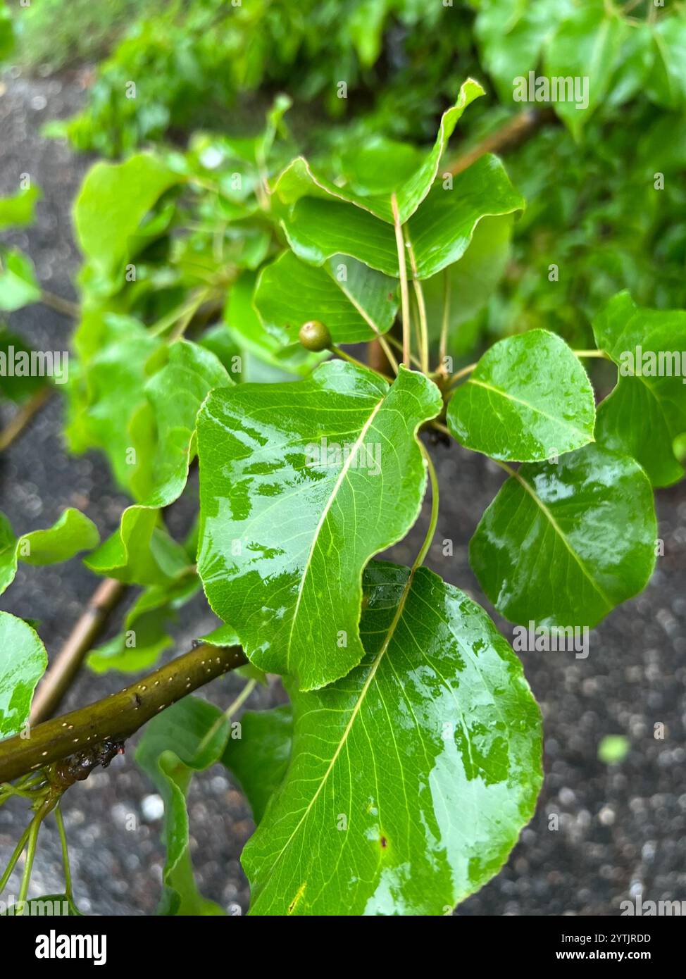 Callery pear (Pyrus calleryana Stock Photo - Alamy