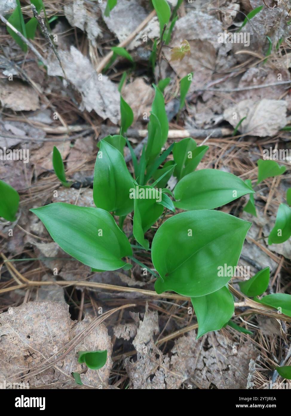 Canada mayflower (Maianthemum canadense Stock Photo - Alamy