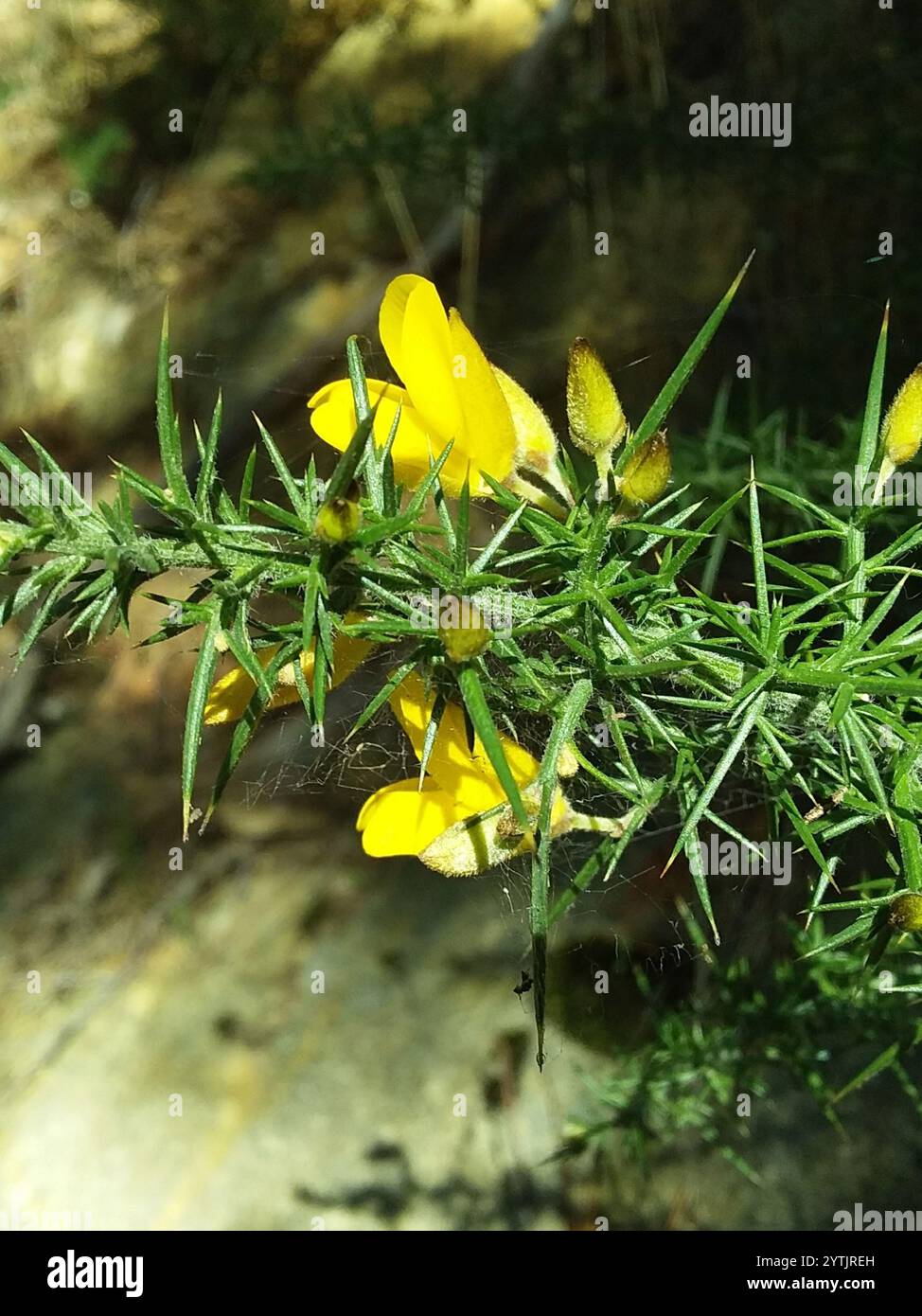 gorse (Ulex europaeus Stock Photo - Alamy