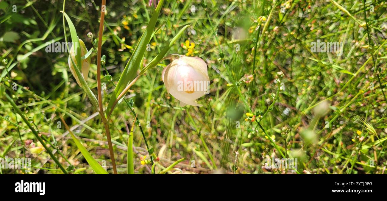 White Globe Lily (Calochortus albus Stock Photo - Alamy