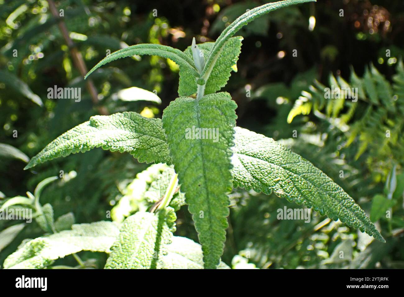 Sagewood (Buddleja salviifolia Stock Photo - Alamy