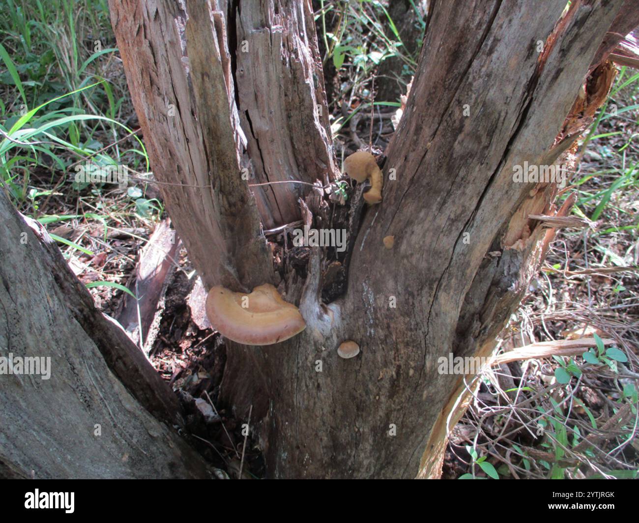 tamboti (Spirostachys africana Stock Photo - Alamy