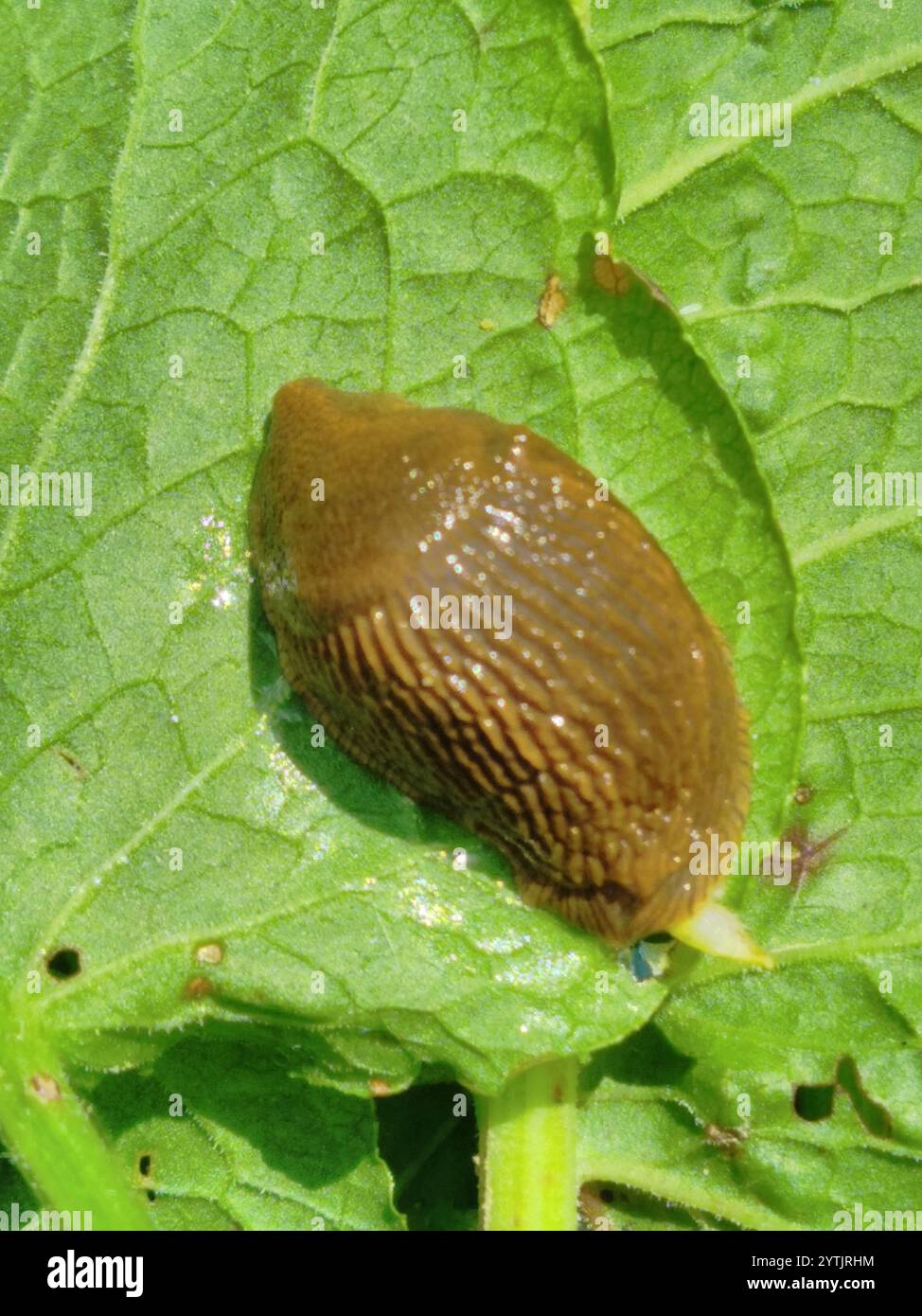 Spanish Slug (Arion vulgaris Stock Photo - Alamy