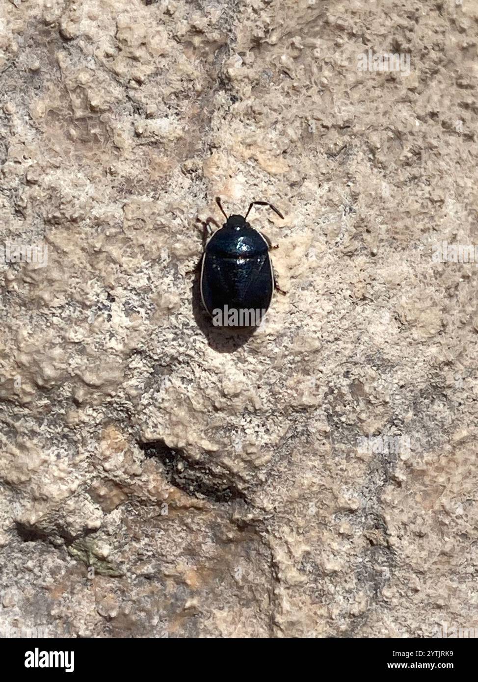 White-margined Burrower Bug (Sehirus cinctus Stock Photo - Alamy