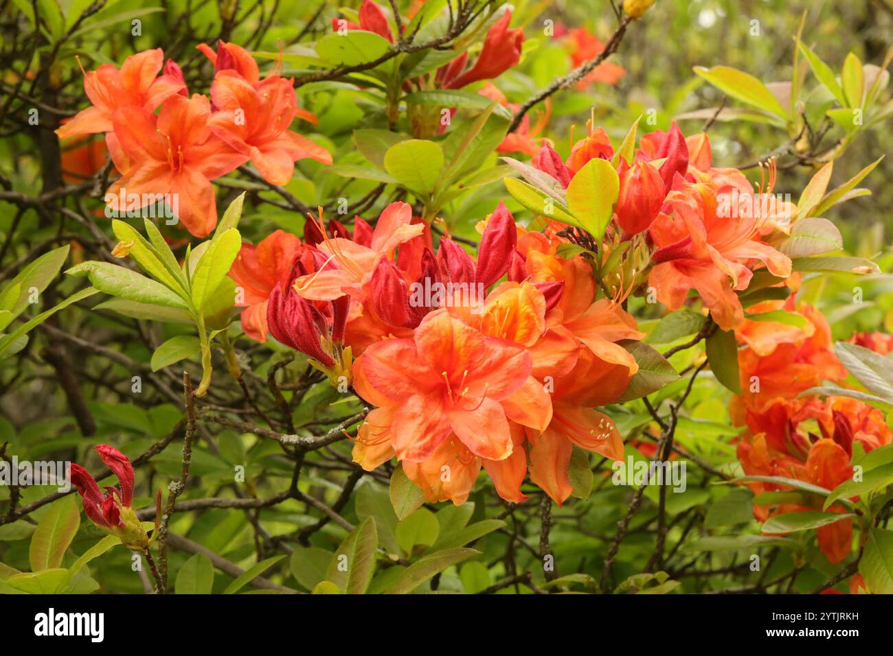 rhododendrons and azaleas (Rhododendron Stock Photo - Alamy