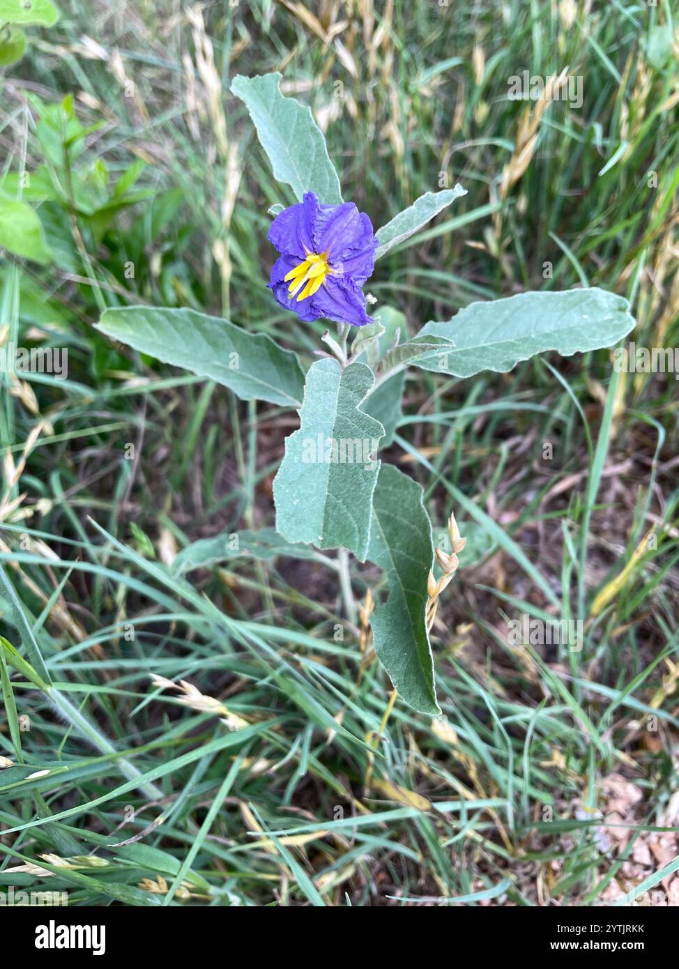 silverleaf nightshade (Solanum elaeagnifolium Stock Photo - Alamy