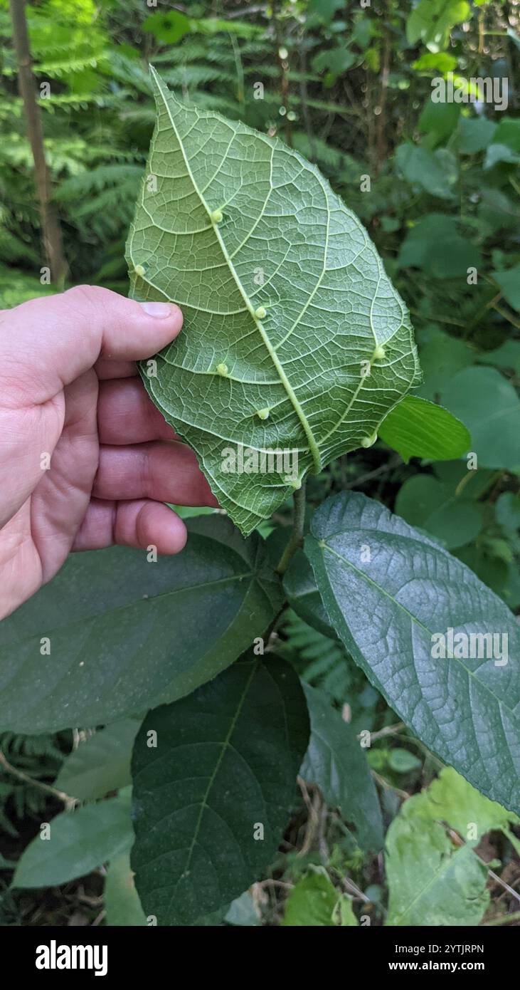 creek sandpaper fig (Ficus coronata Stock Photo - Alamy