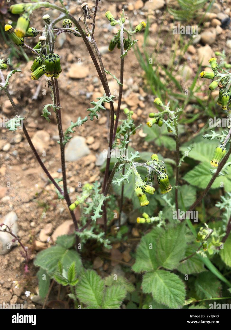 common groundsel (Senecio vulgaris Stock Photo - Alamy