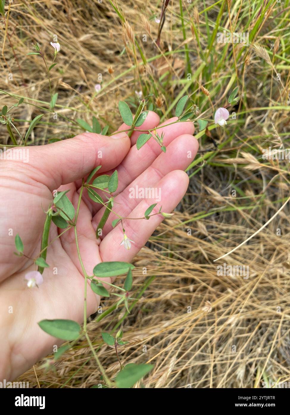 Acmispon americanus hi-res stock photography and images - Alamy
