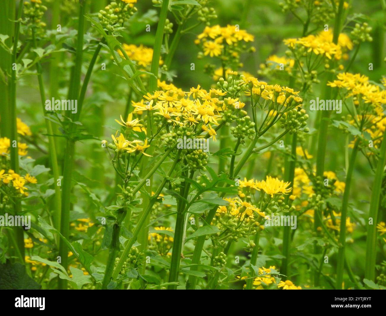 Butterweed (Packera glabella Stock Photo - Alamy