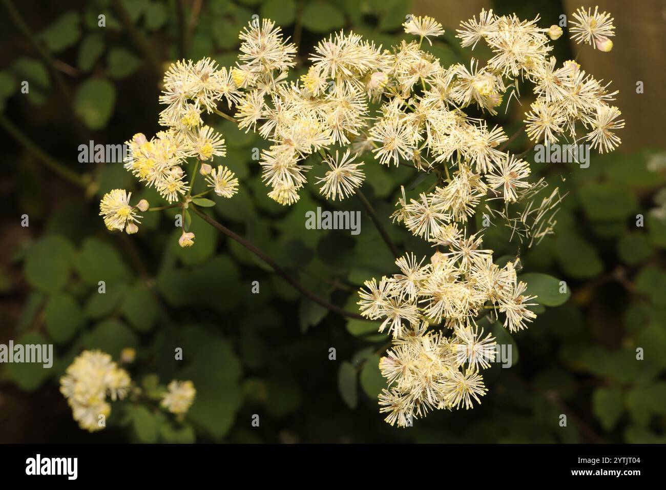Common Meadow-rue (Thalictrum flavum Stock Photo - Alamy