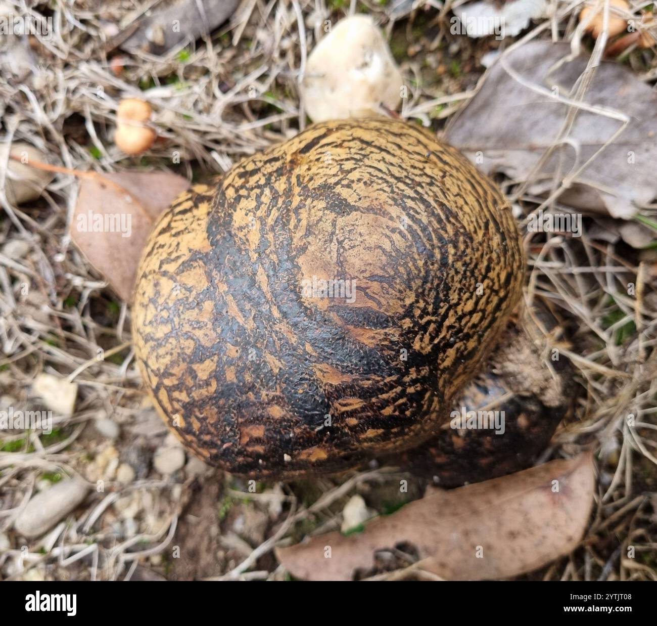 Dyeball (Pisolithus arhizus Stock Photo - Alamy