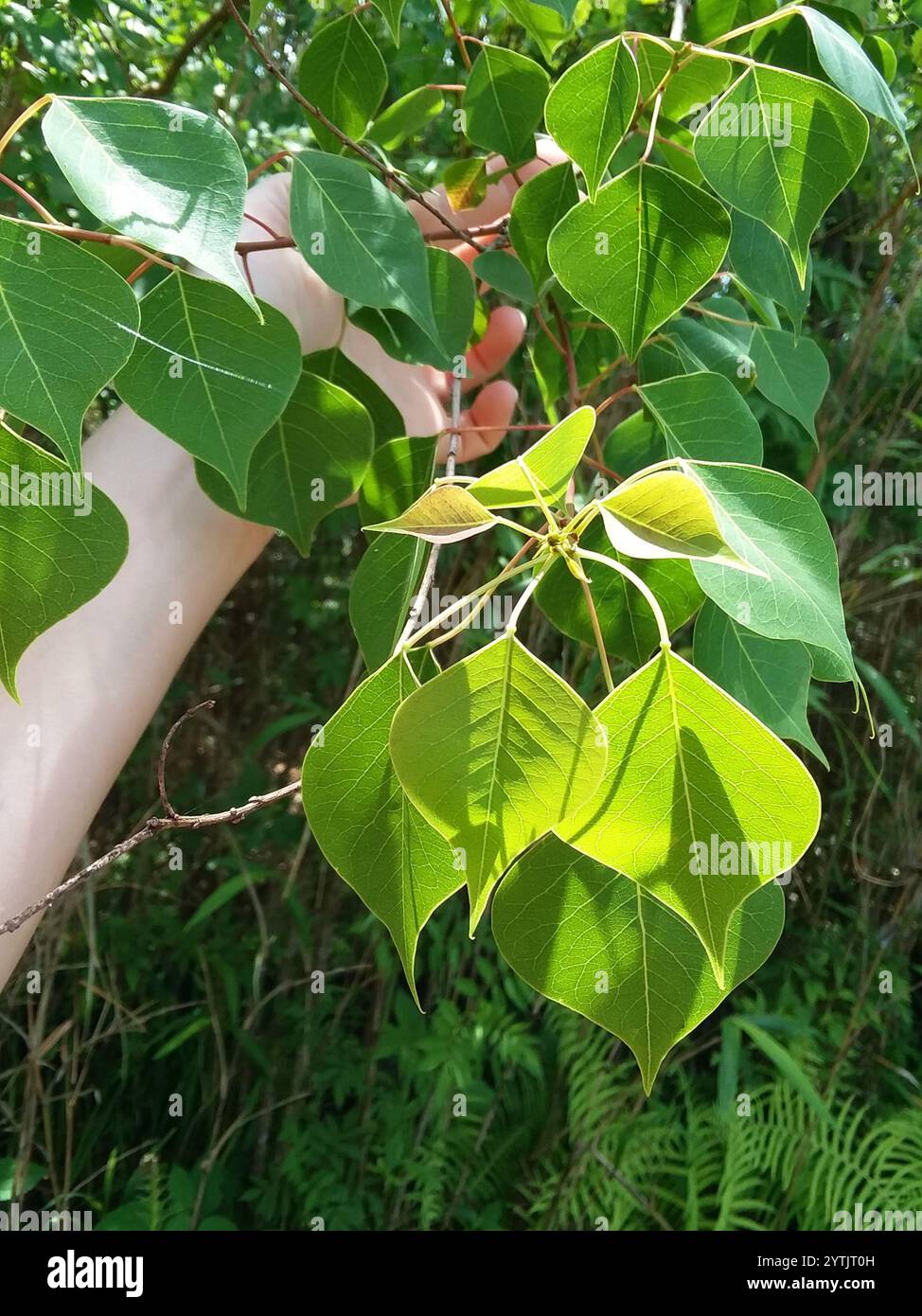 Chinese Tallow (Triadica sebifera Stock Photo - Alamy