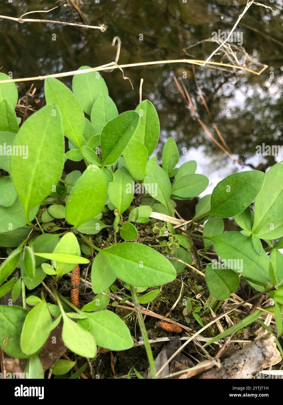 lobed coreopsis (Coreopsis auriculata Stock Photo - Alamy