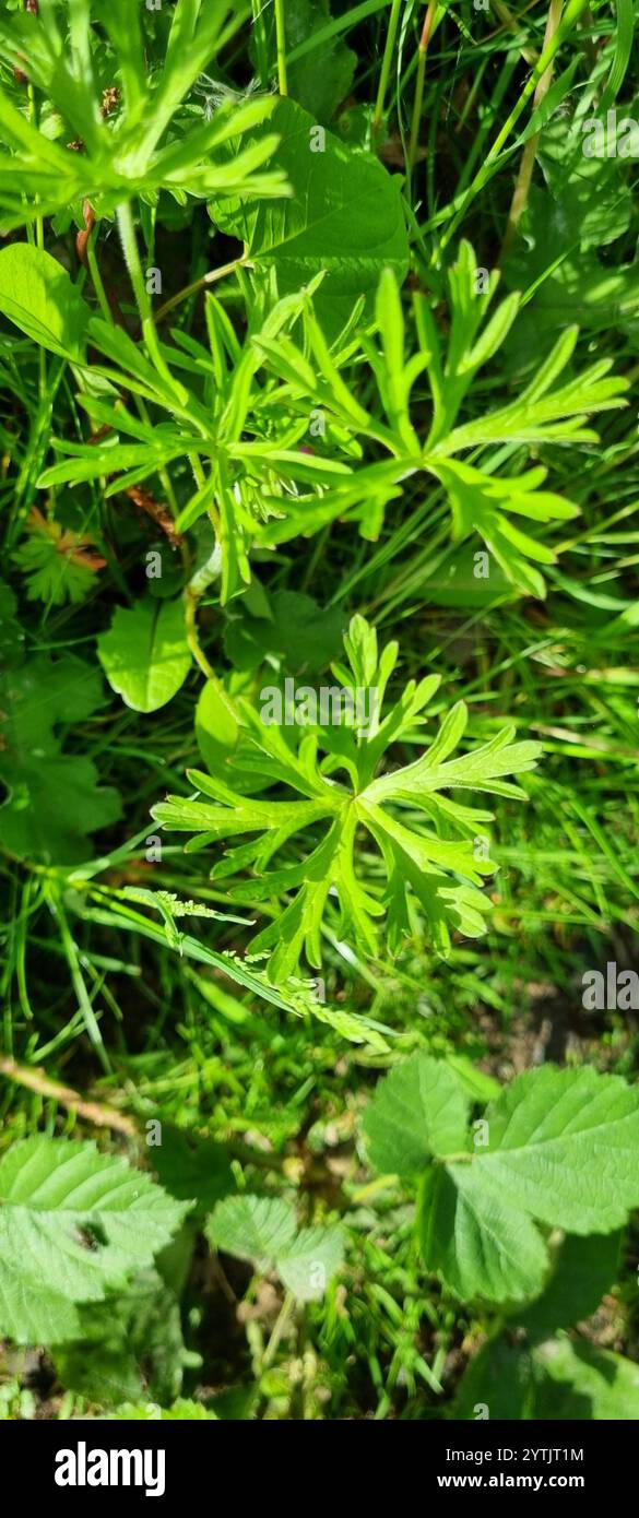 Cut-leaved crane's-bill (Geranium dissectum Stock Photo - Alamy