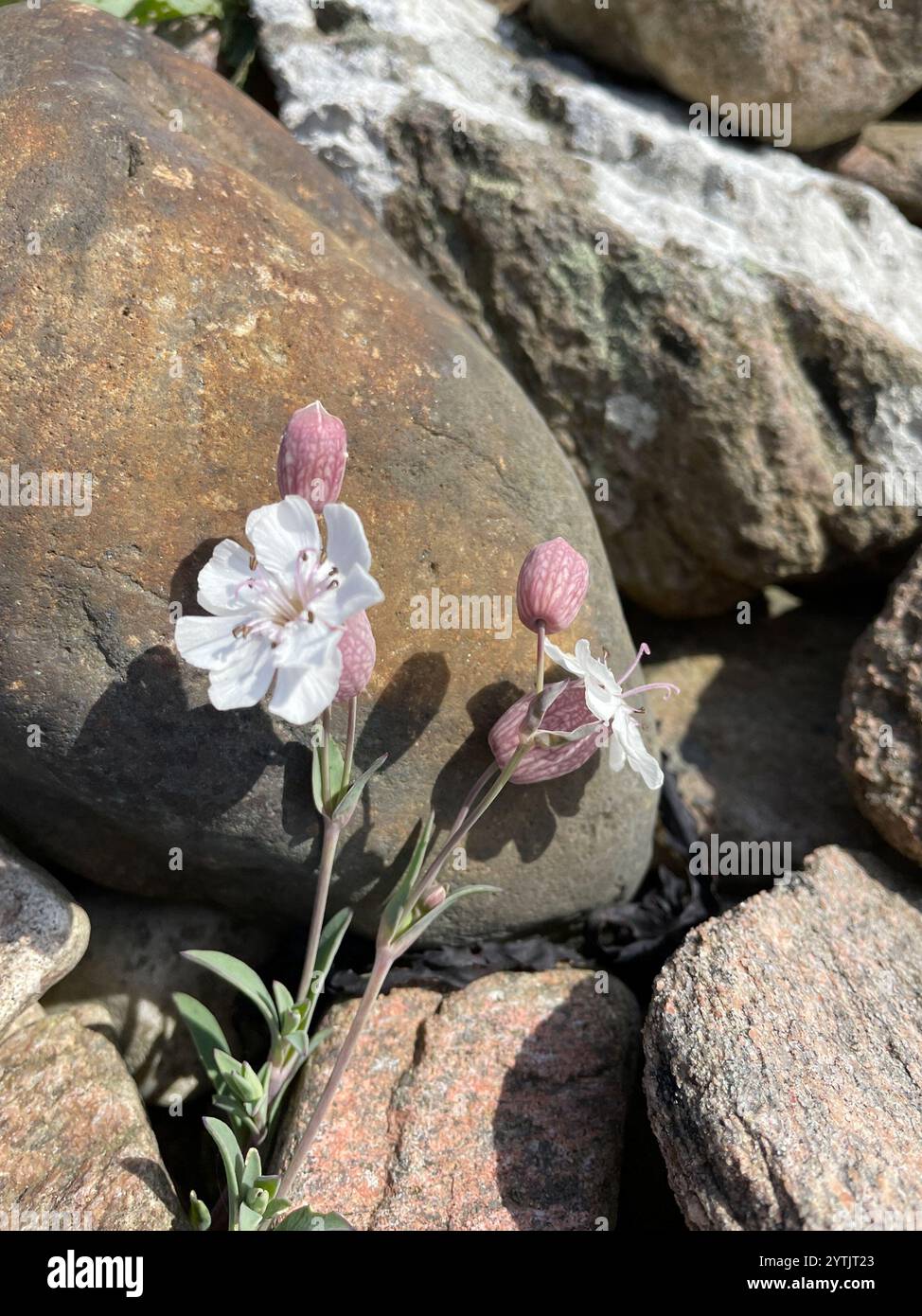 Sea Campion (Silene uniflora Stock Photo - Alamy
