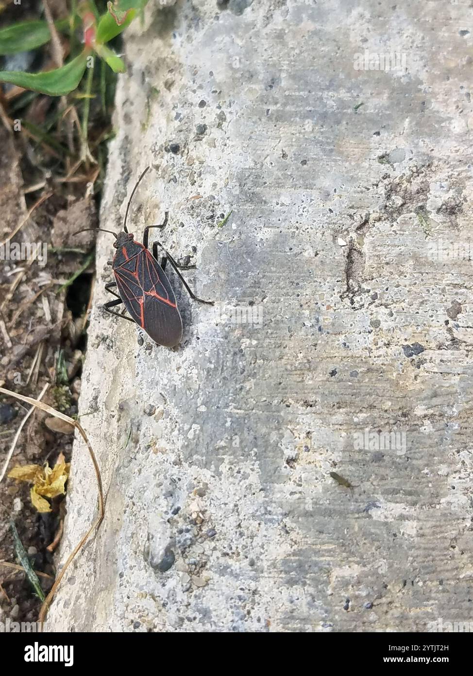 Western Boxelder Bug (Boisea rubrolineata Stock Photo - Alamy
