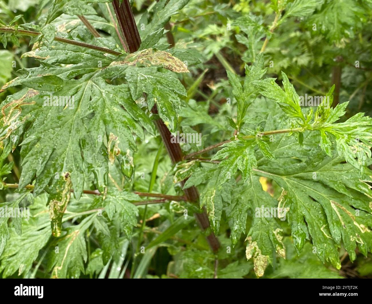 Chinese Mugwort (Artemisia verlotiorum Stock Photo - Alamy