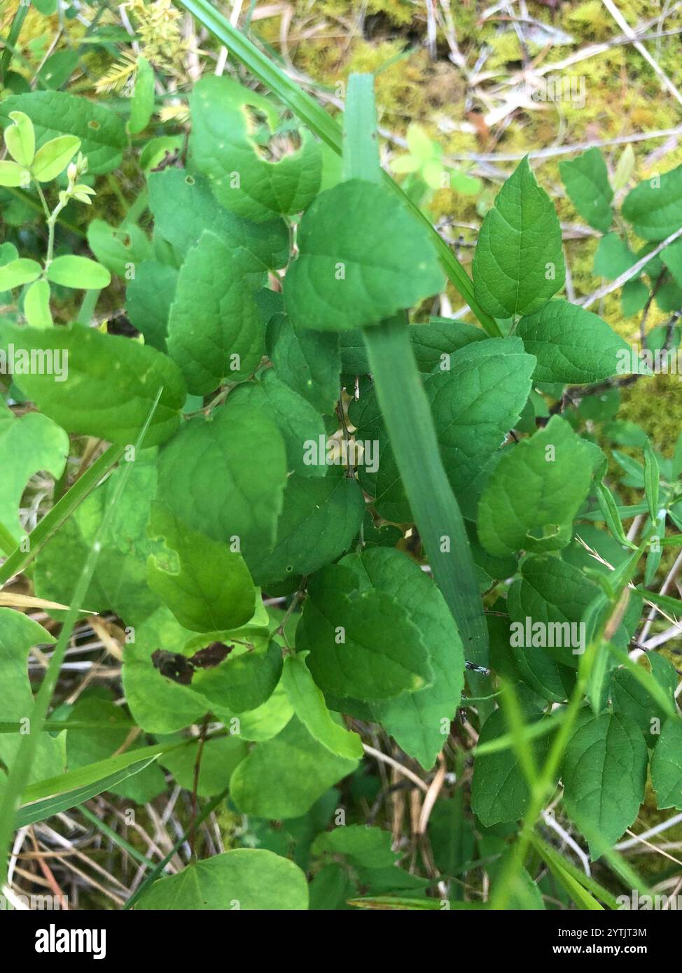 Dwarf Hackberry (Celtis tenuifolia Stock Photo - Alamy