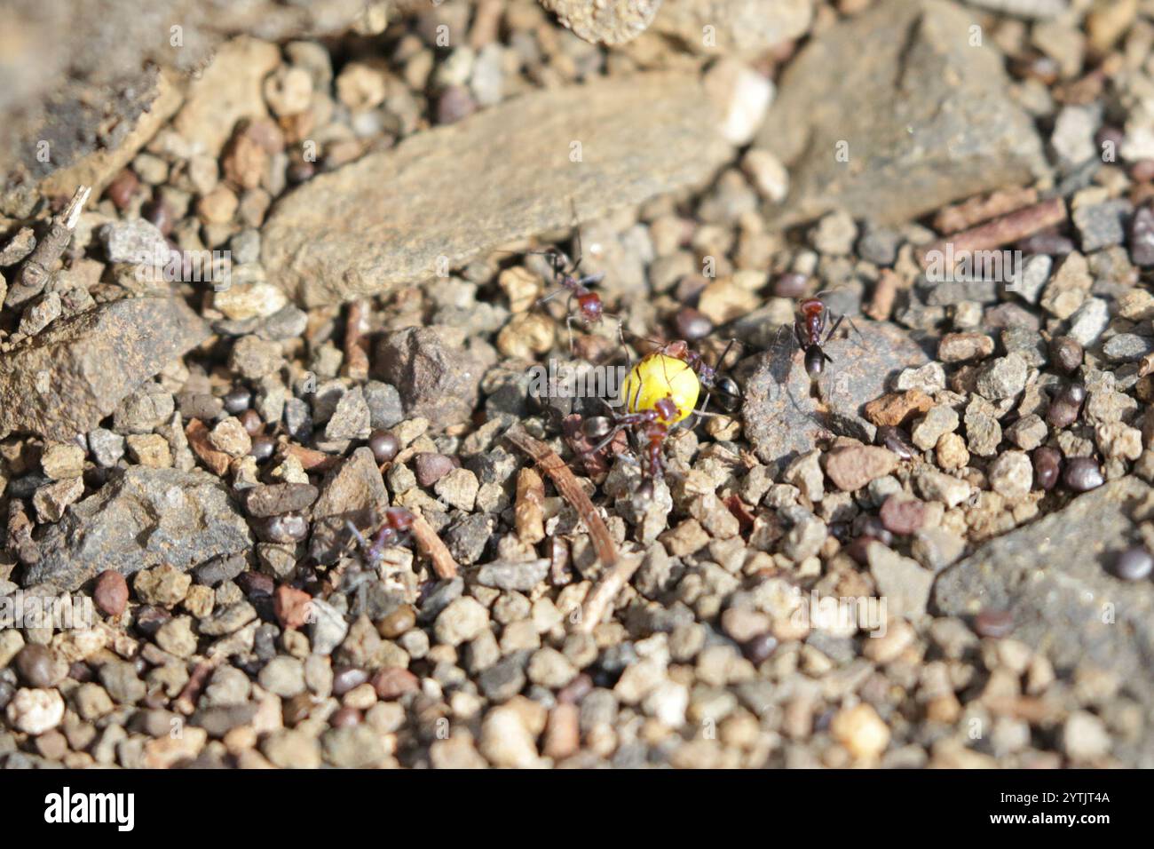 Southern Meat Ant (Iridomyrmex purpureus Stock Photo - Alamy