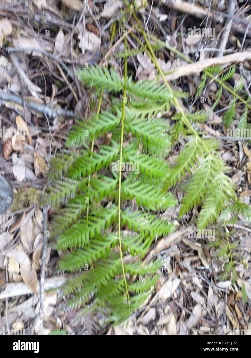 giant chain fern (Woodwardia fimbriata Stock Photo - Alamy
