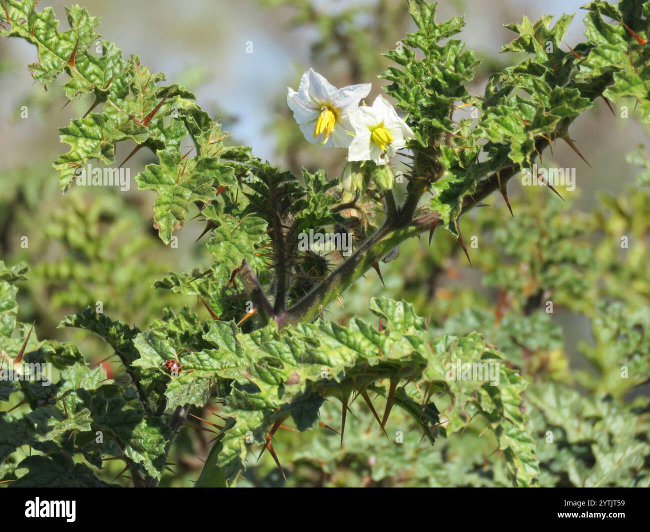 Red Buffalo-bur (Solanum sisymbriifolium Stock Photo - Alamy