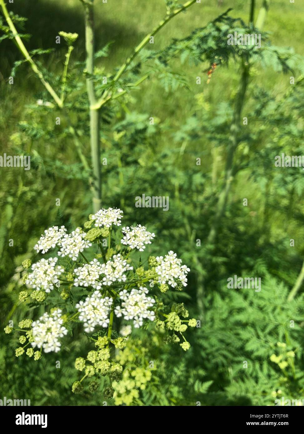 poison hemlock (Conium maculatum Stock Photo - Alamy
