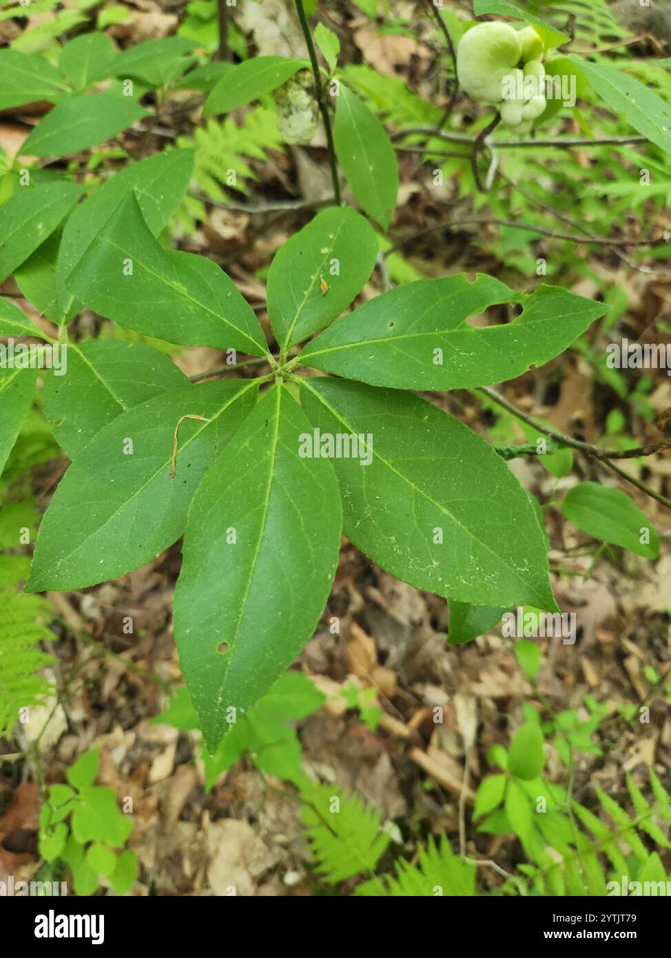 Sweetleaf Gall (Exobasidium symploci Stock Photo - Alamy