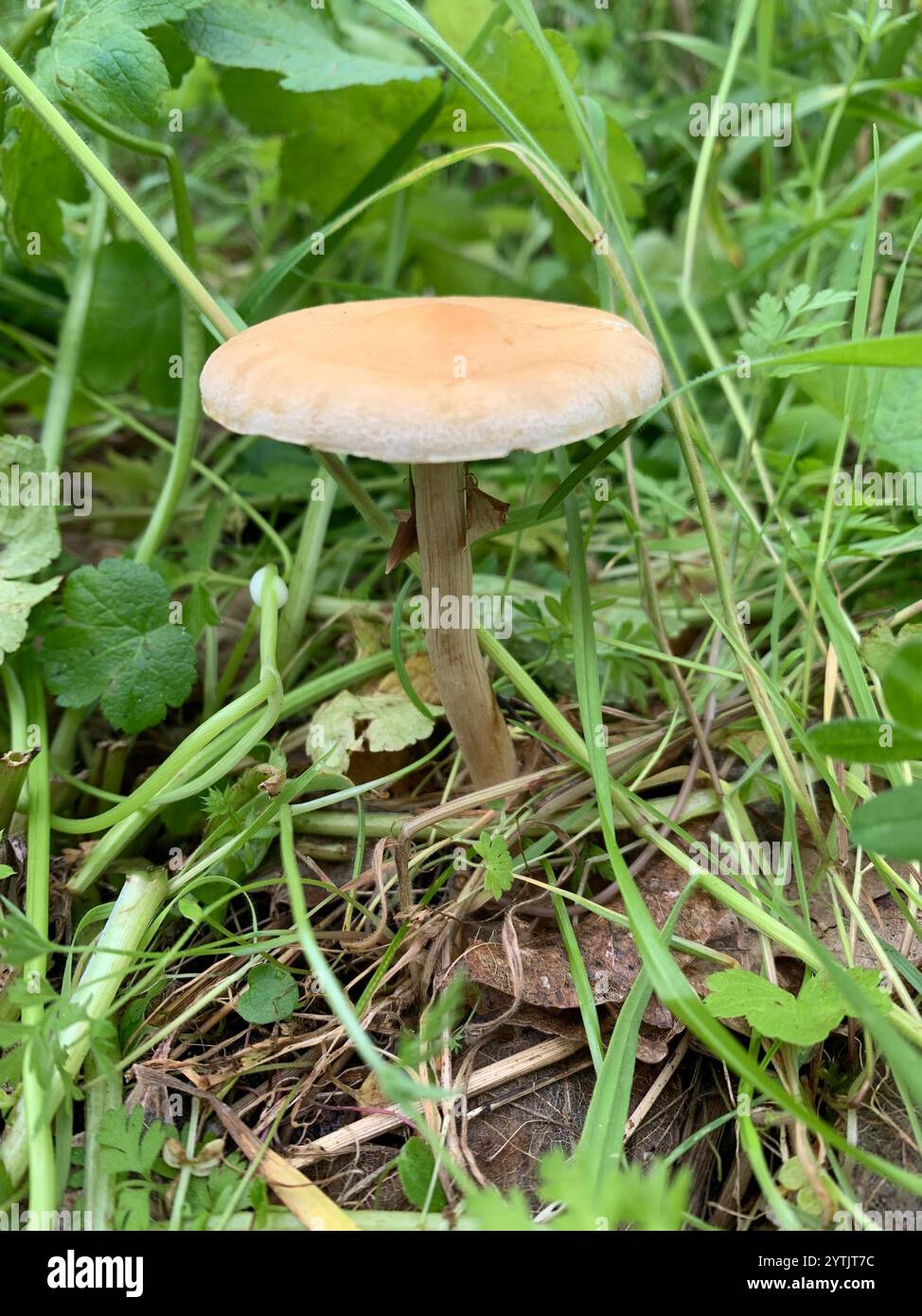 Common Fieldcap (Agrocybe pediades Stock Photo - Alamy