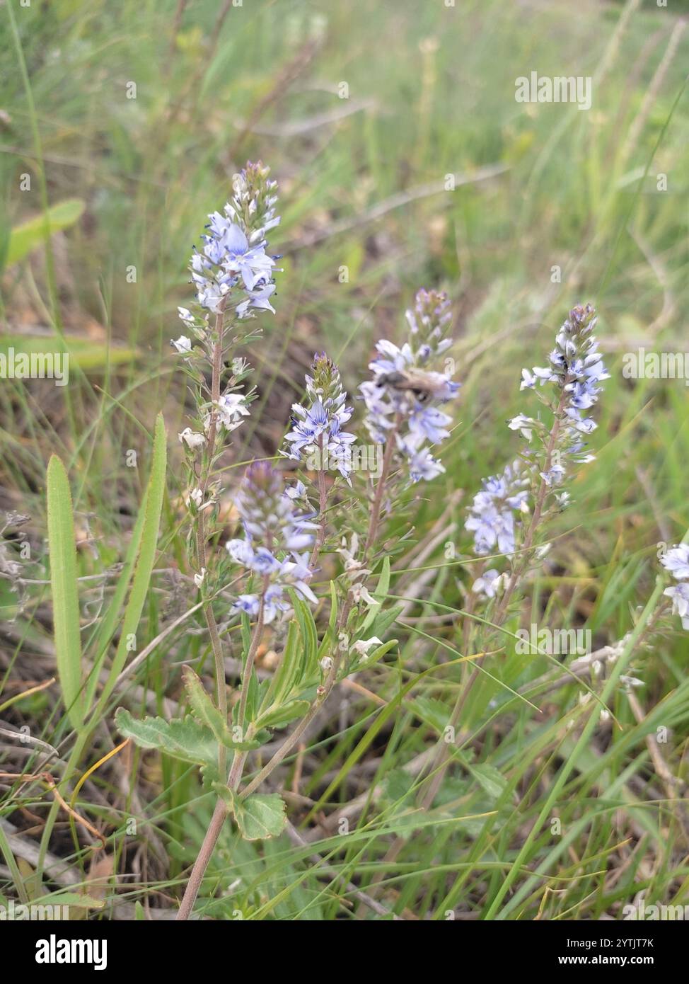 Prostrate speedwell hi-res stock photography and images - Alamy