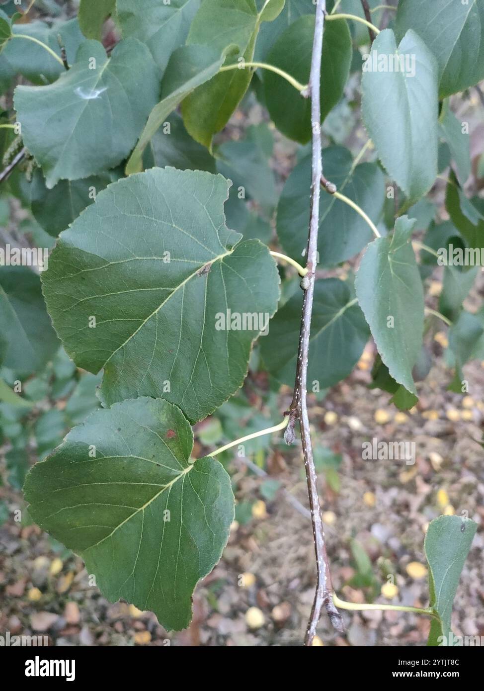 Italian alder (Alnus cordata Stock Photo - Alamy