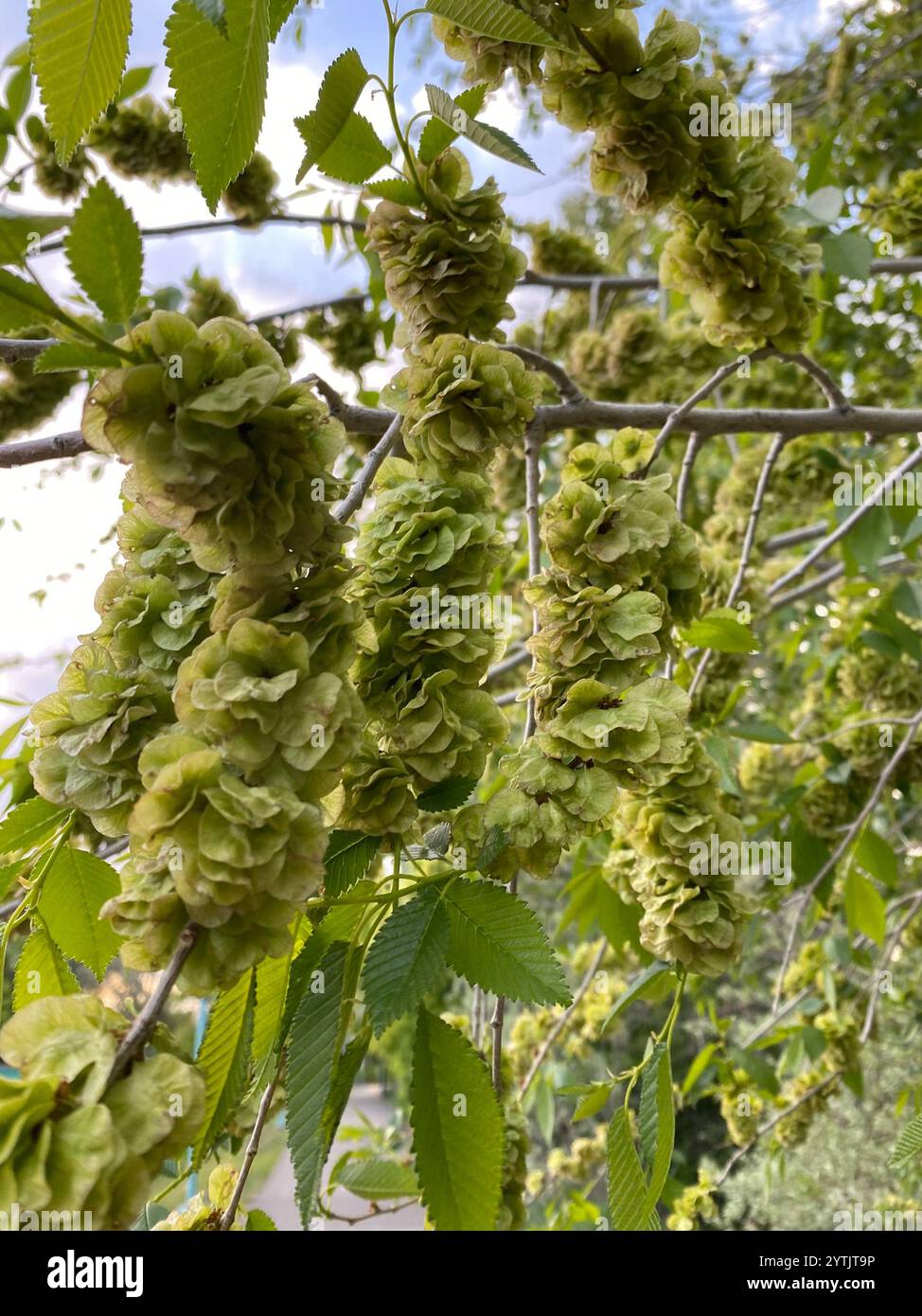 Siberian elm (ulmus pumila) hi-res stock photography and images - Alamy