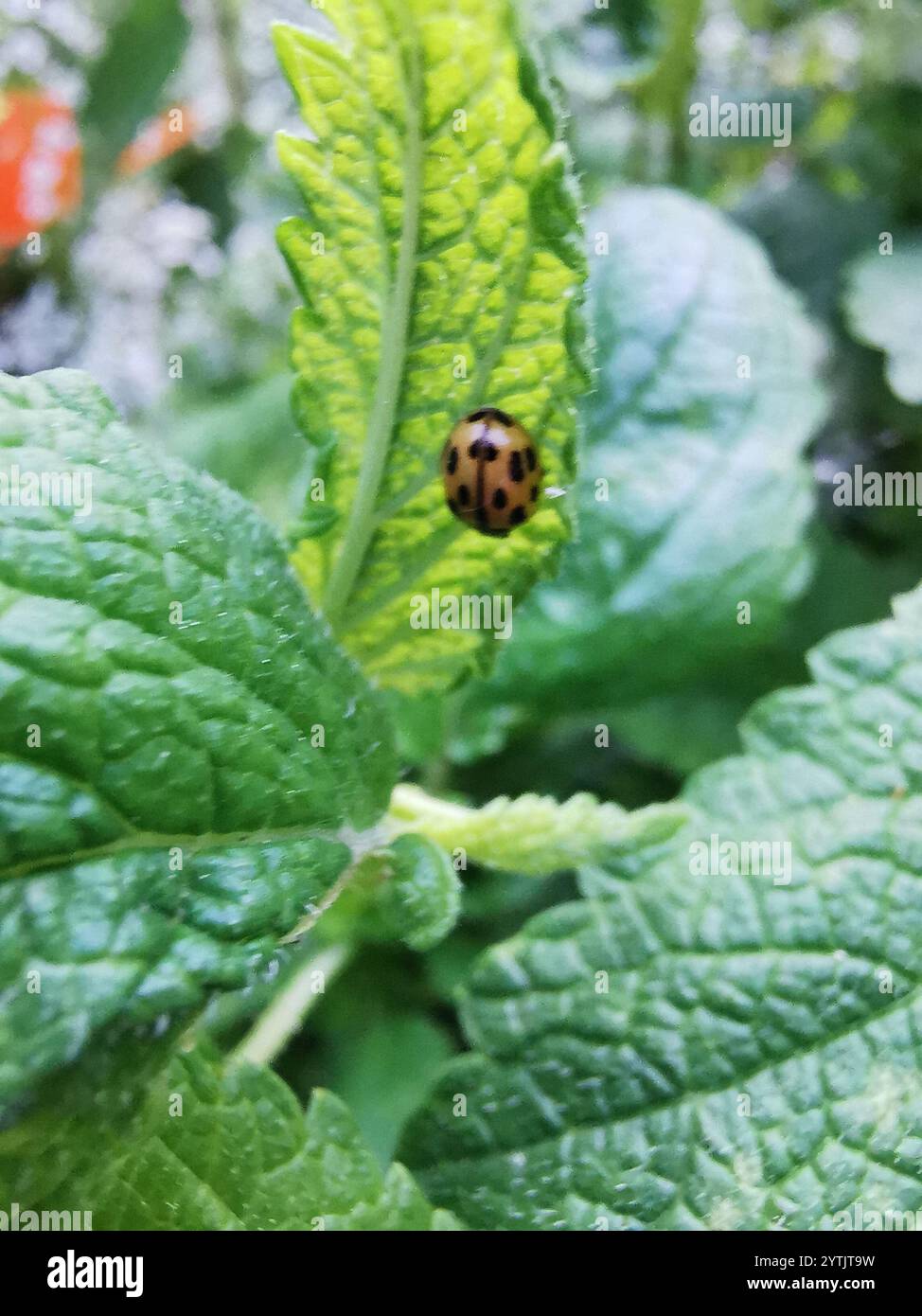 Fourteen-spotted Lady Beetle (Propylea quatuordecimpunctata Stock Photo ...