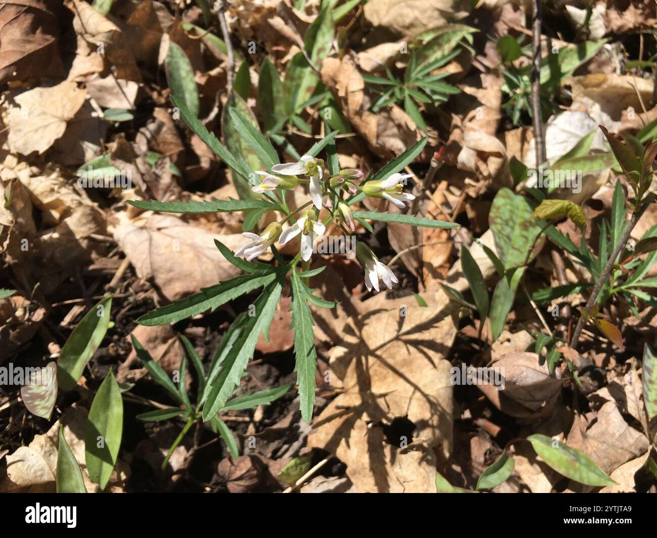 cut-leaved toothwort (Cardamine concatenata Stock Photo - Alamy