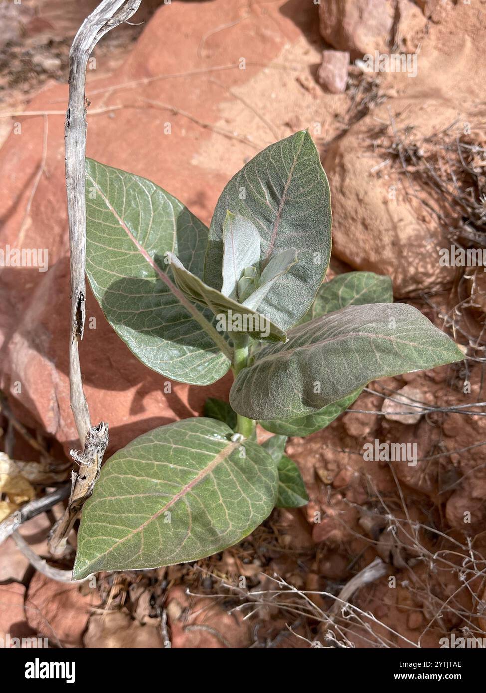 broadleaf milkweed (Asclepias latifolia Stock Photo - Alamy