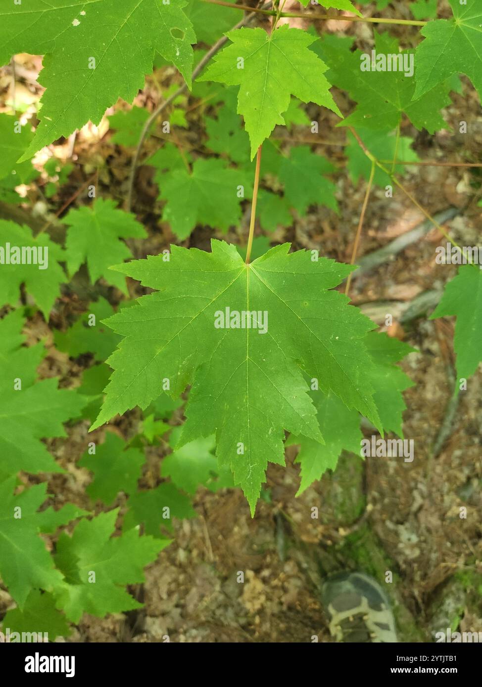 red maple (Acer rubrum Stock Photo - Alamy
