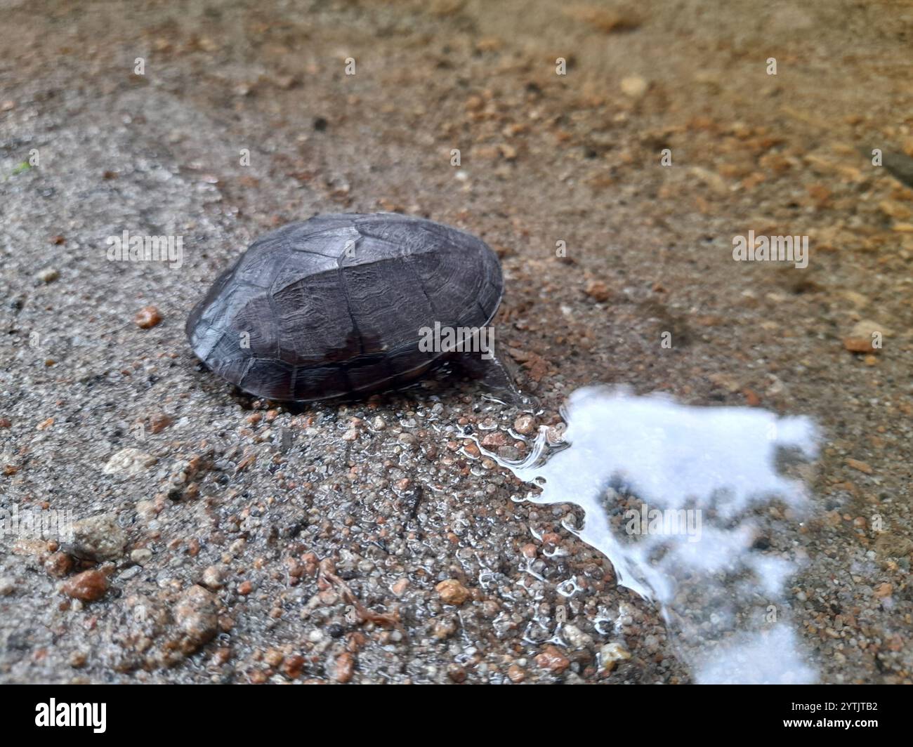 Scorpion Mud Turtle (Kinosternon scorpioides Stock Photo - Alamy