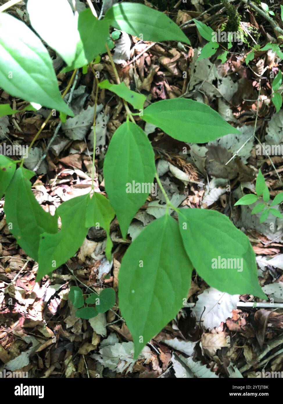 Scentless Mock Orange (Philadelphus inodorus Stock Photo - Alamy