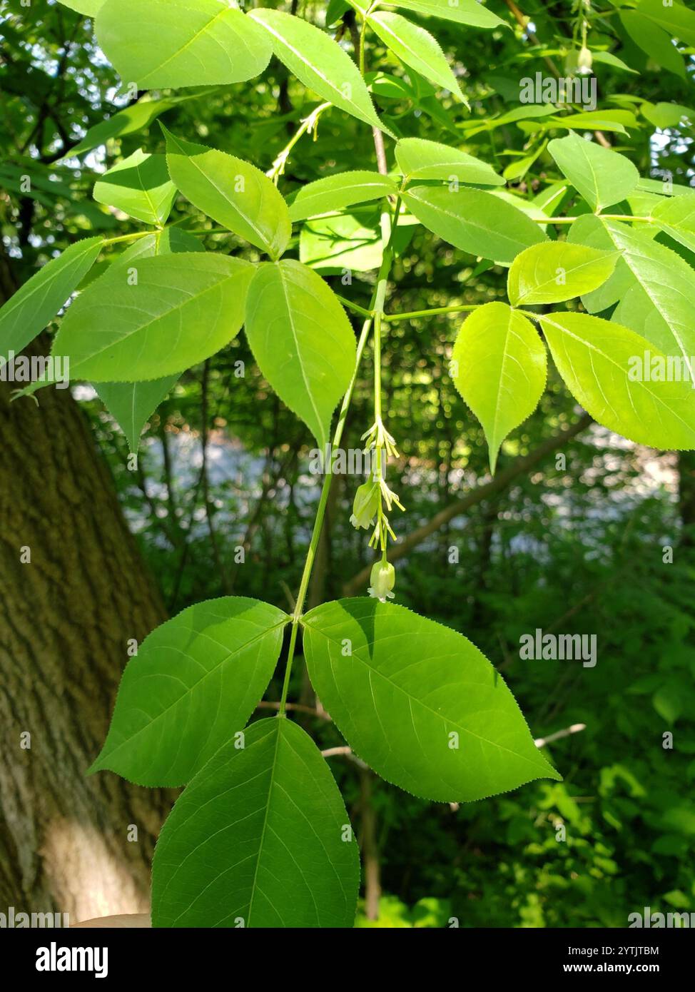 American bladdernut (Staphylea trifolia Stock Photo - Alamy