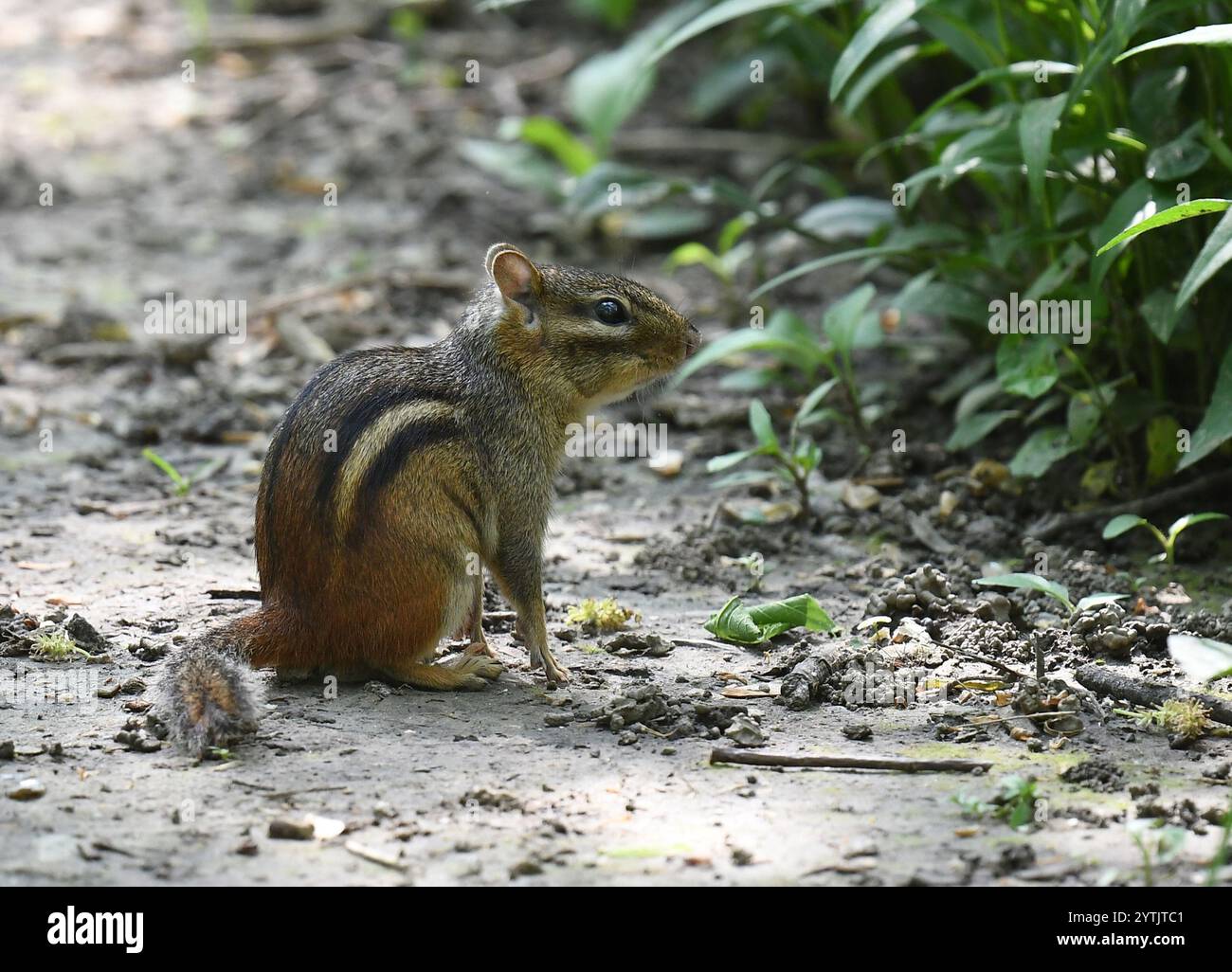 Eastern Chipmunk (Tamias striatus Stock Photo - Alamy