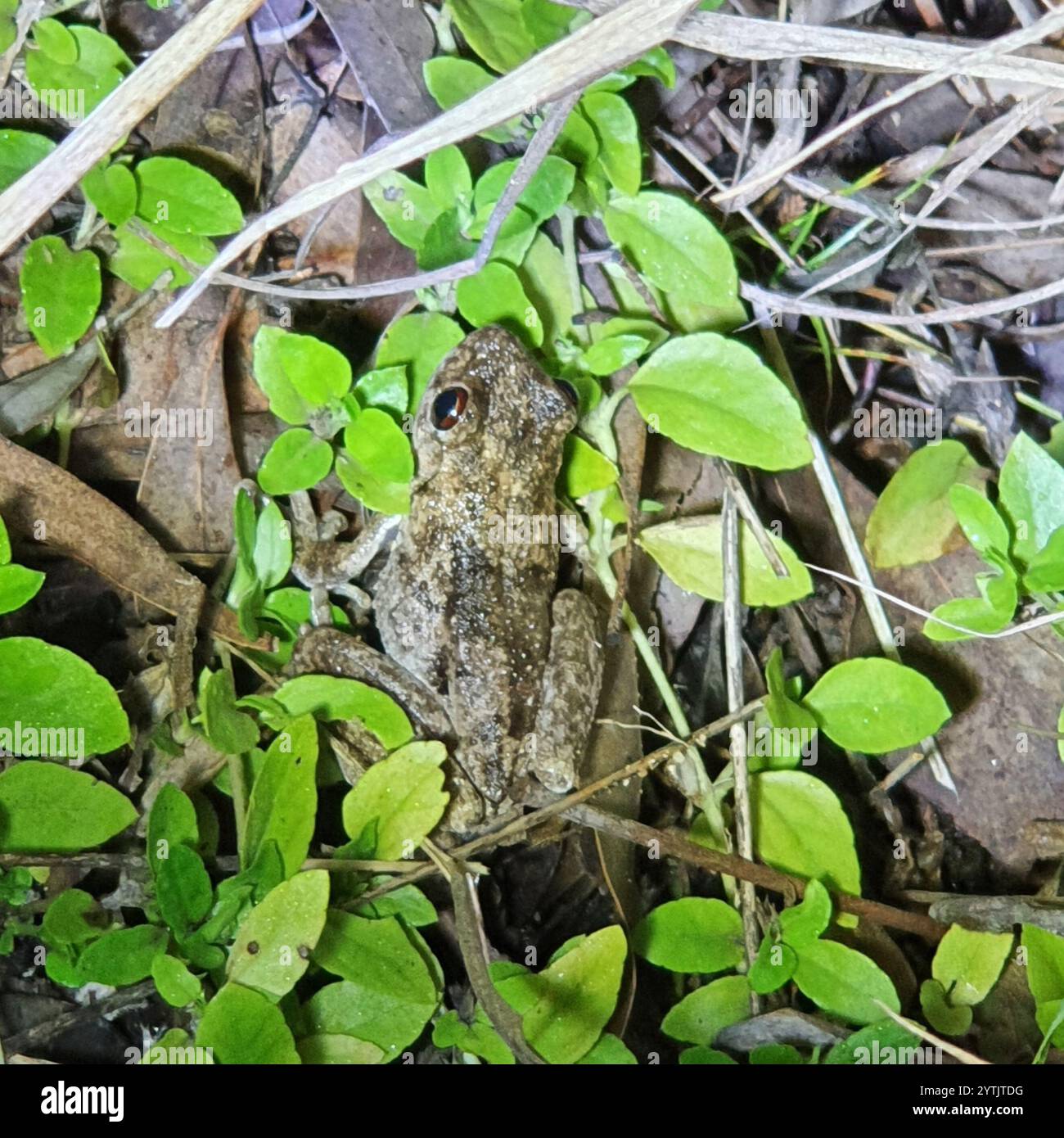 Northern Laughing Tree Frog (Litoria rothii Stock Photo - Alamy