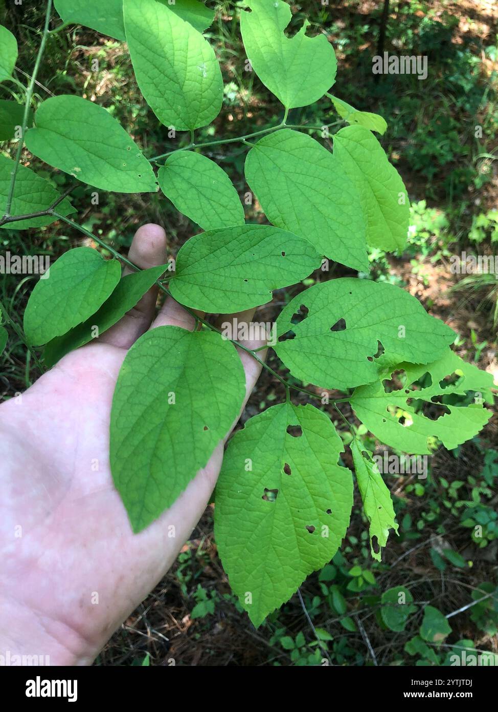 Dwarf Hackberry (Celtis tenuifolia Stock Photo - Alamy