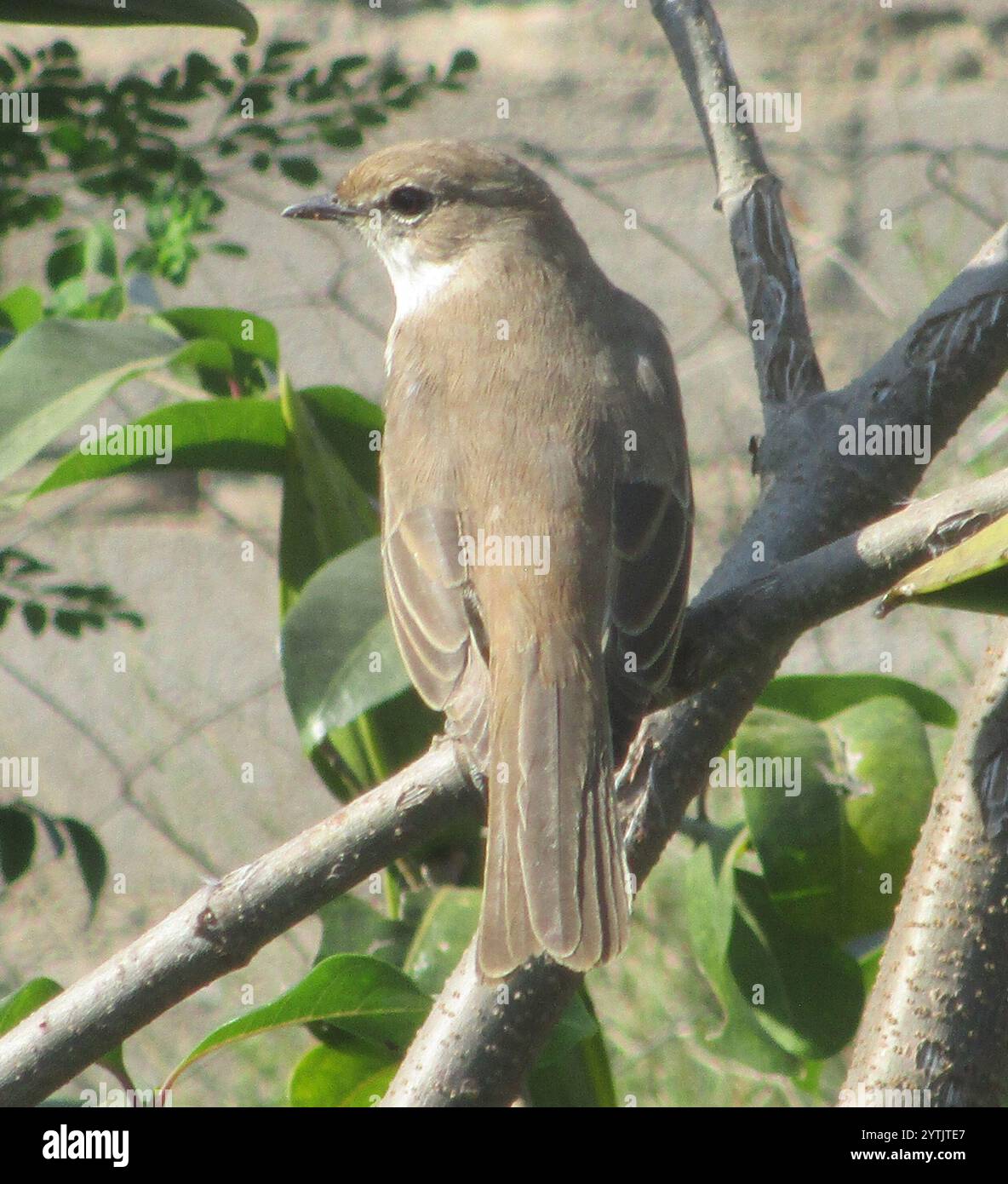 Marico flycatcher hi-res stock photography and images - Alamy