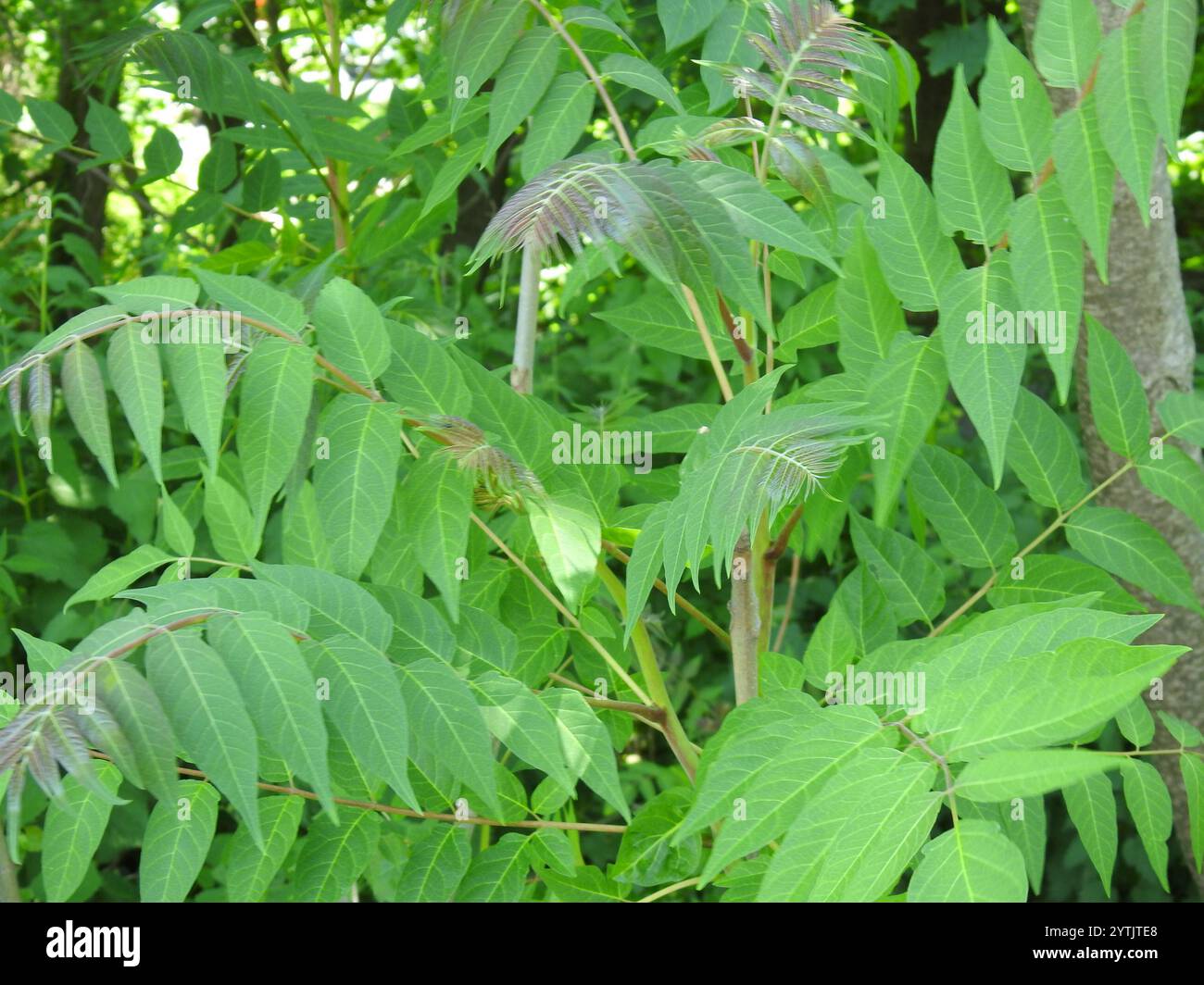 tree-of-heaven (Ailanthus altissima Stock Photo - Alamy